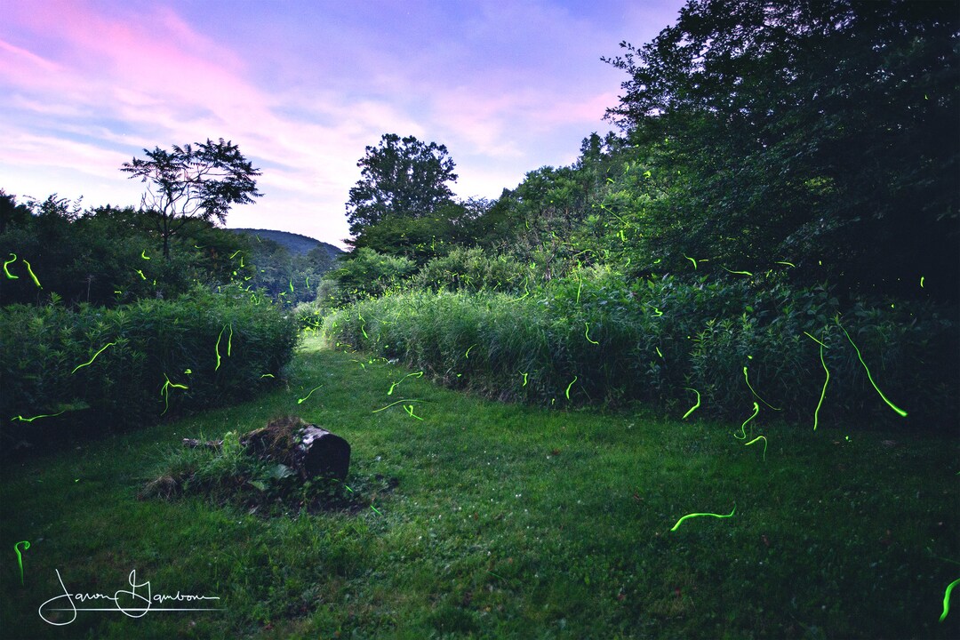 Firefly Sunset Show | Lightning Bugs, Firefly, Fireflies, Forest Fairy ...
