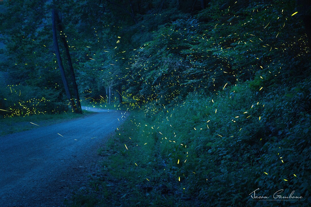 Firefly Country Road | Forest of Fireflies, Lightning Bugs, Firefly ...