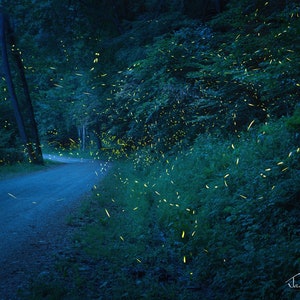 Firefly Country Road | Forest of Fireflies, Lightning Bugs, Firefly ...