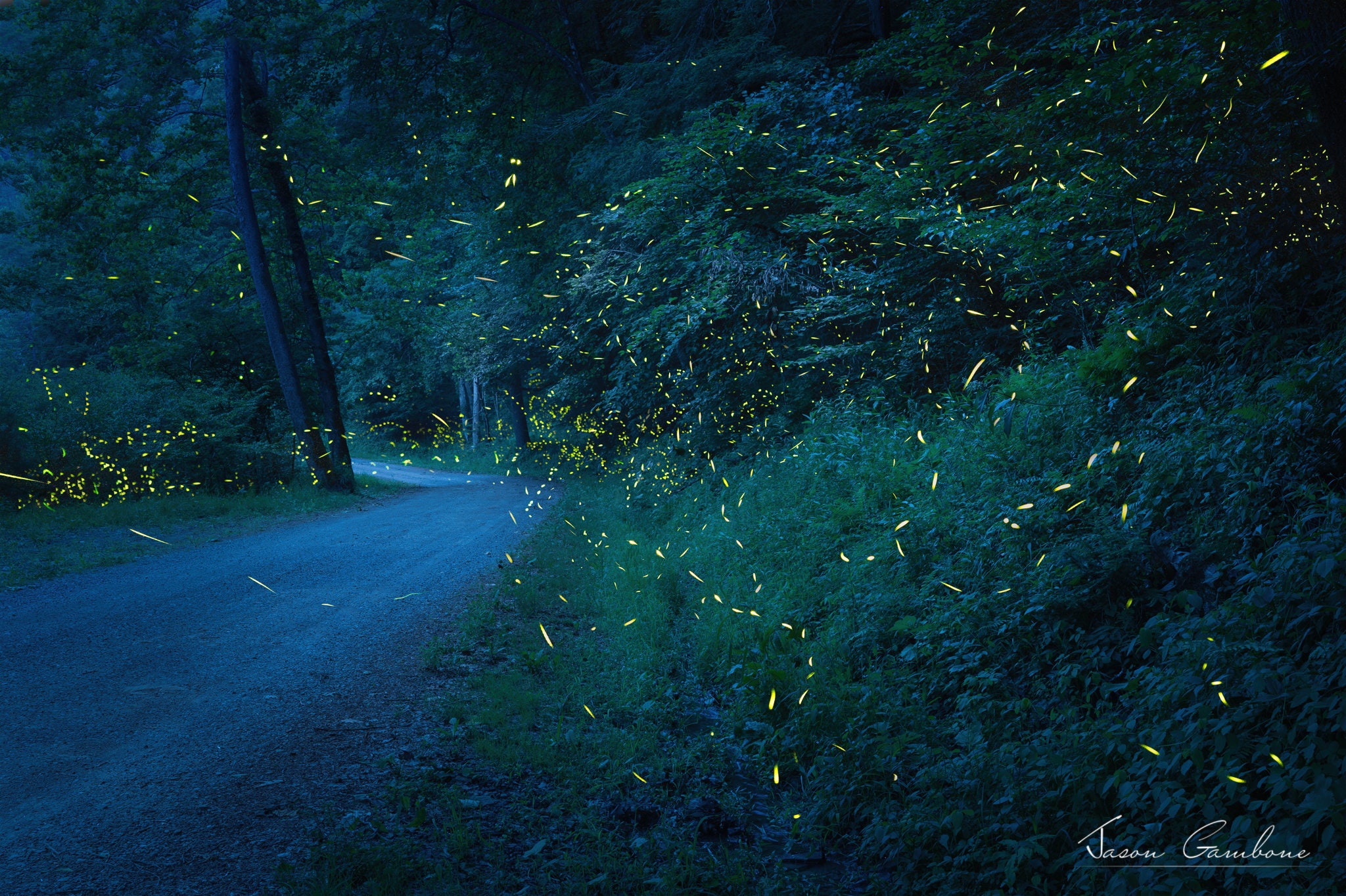 Firefly Country Road Forest of Fireflies, Lightning Bugs, Firefly ...