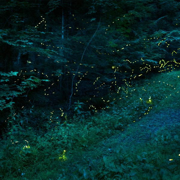 Lightning Bugs - Etsy