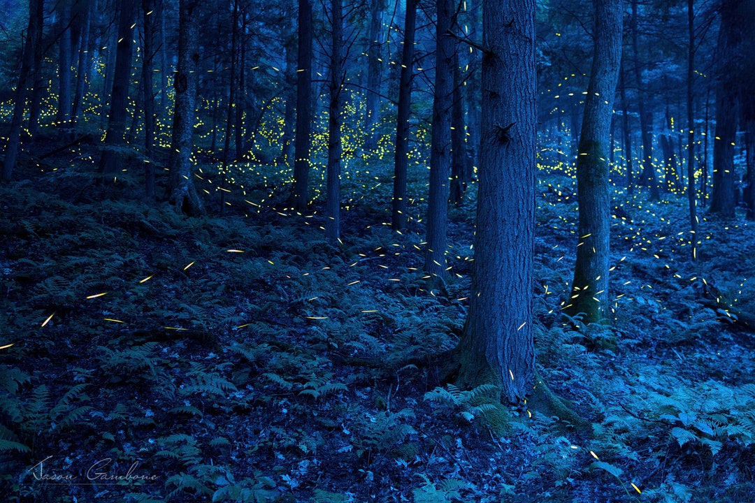Forest Fascination | Forest of Fireflies, Lightning Bugs, Firefly ...