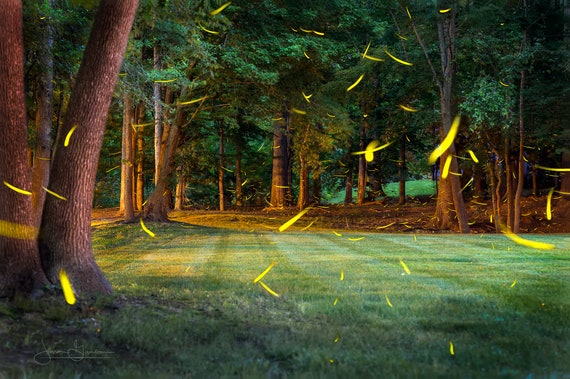 Dance of the Fireflies Lightning bugs firefly | Etsy