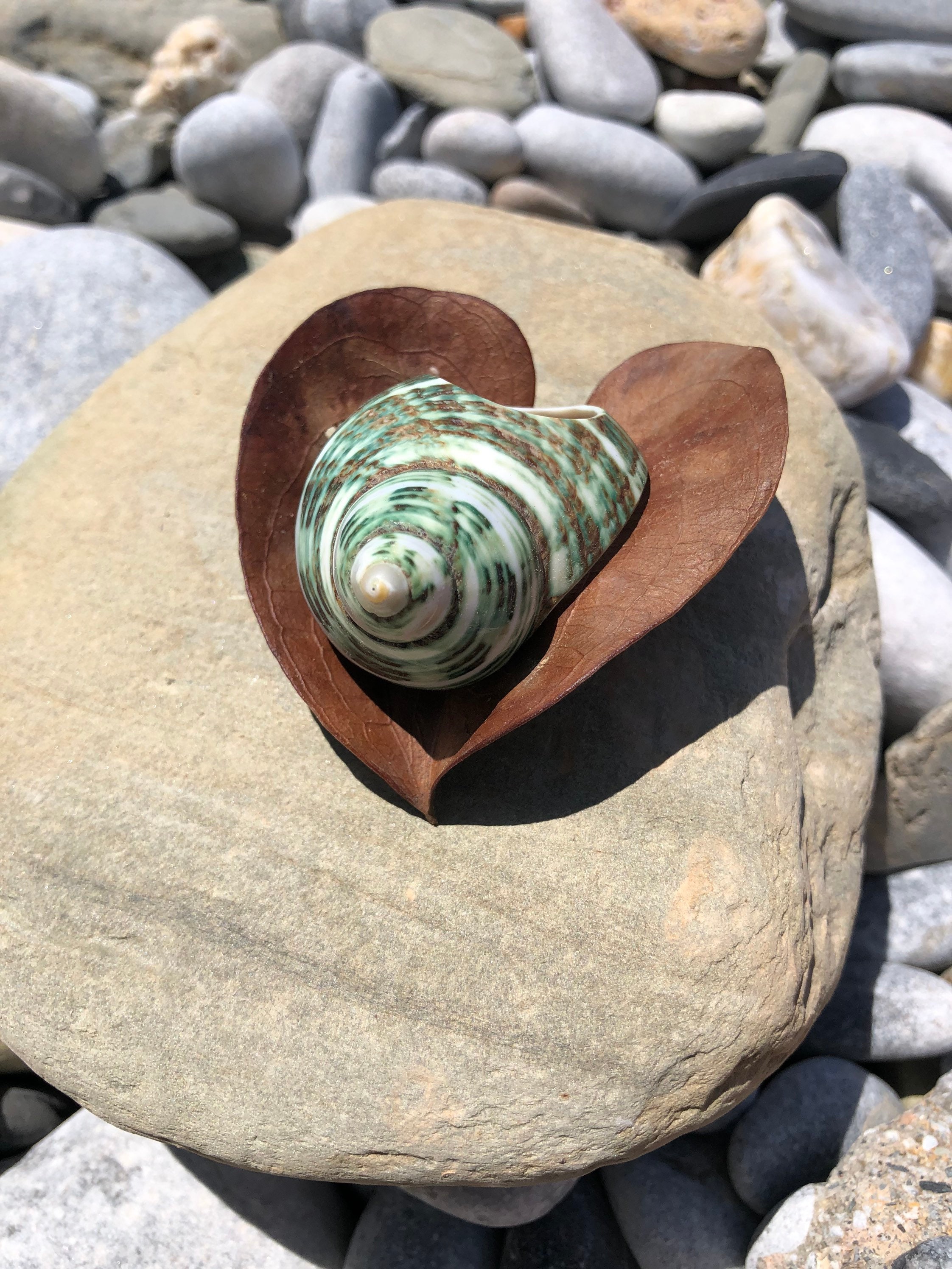 Natural Green Seashell Ring Beach Oversized Ring Aquamarine - Etsy