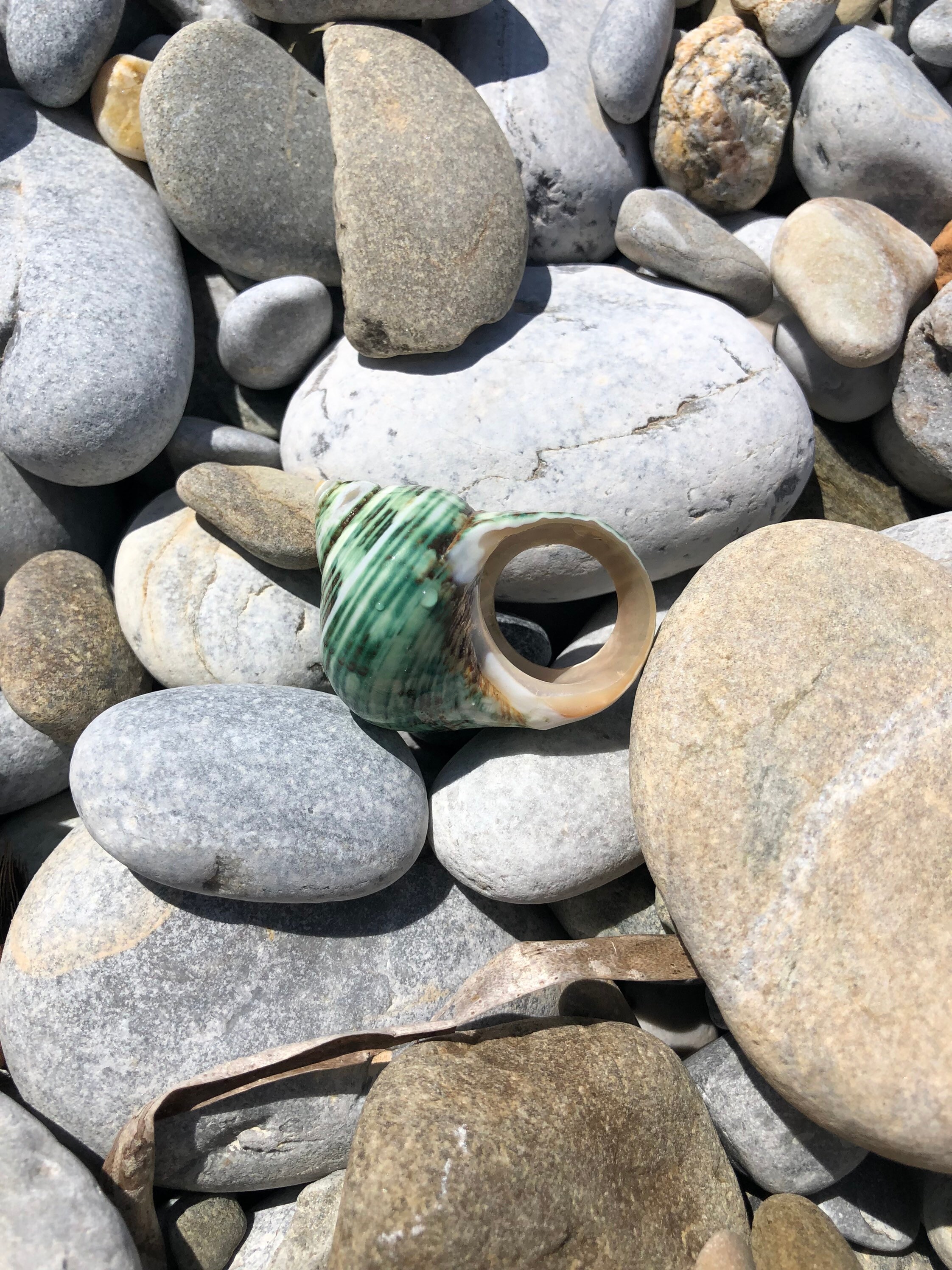 Natural Green Seashell Ring Beach Oversized Ring Aquamarine - Etsy