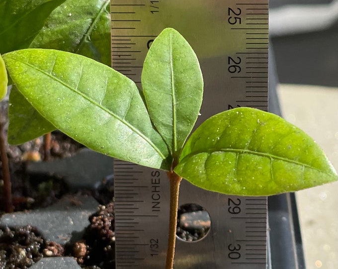 Miracle Fruit Plant (synsepalum Dulcificum) Seedlings - Etsy