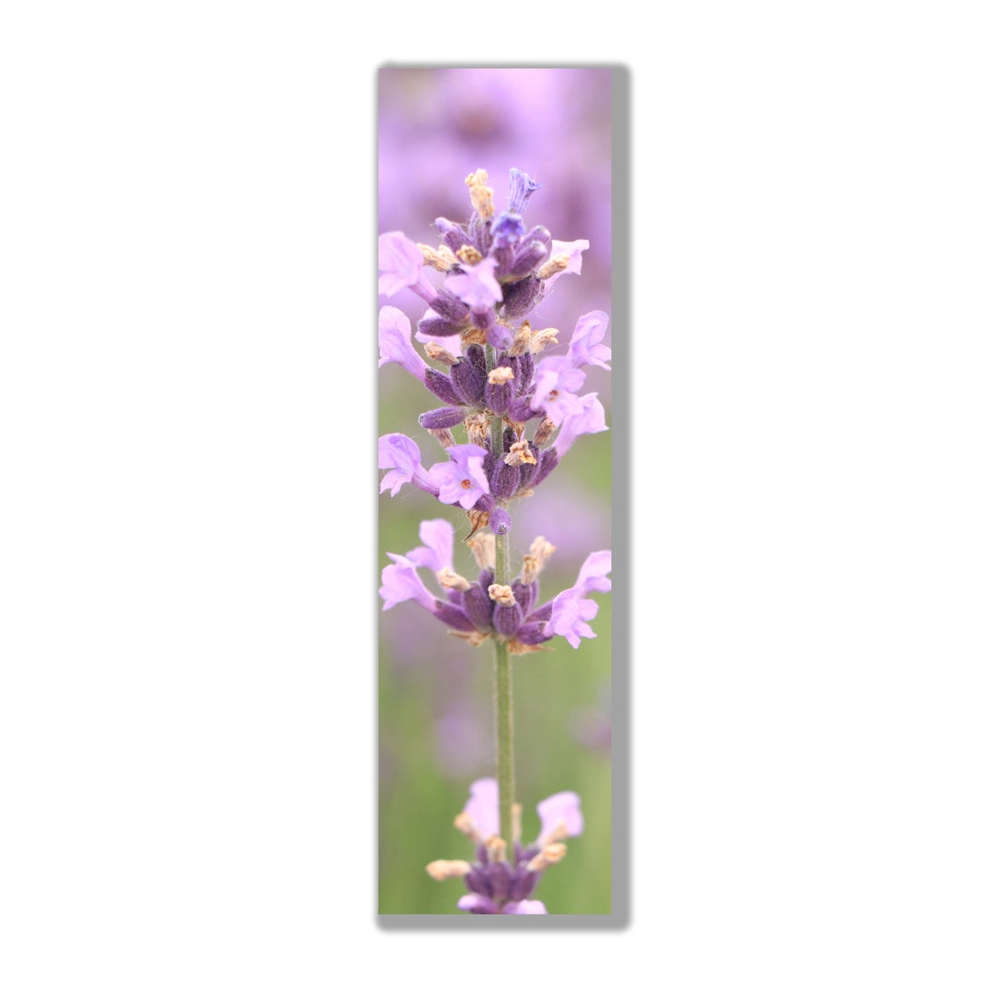 Michigan Photography Bookmark - Michigan Lavender - Lavender Fields ...