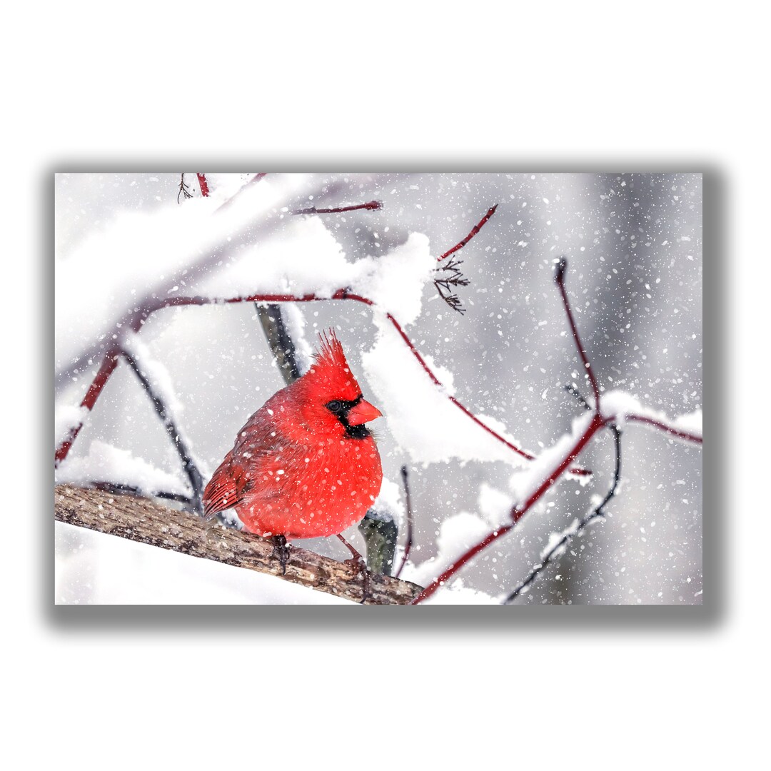 Michigan Postcard - Male Cardinal in Winter Snow Postcard - 4" X 6 ...
