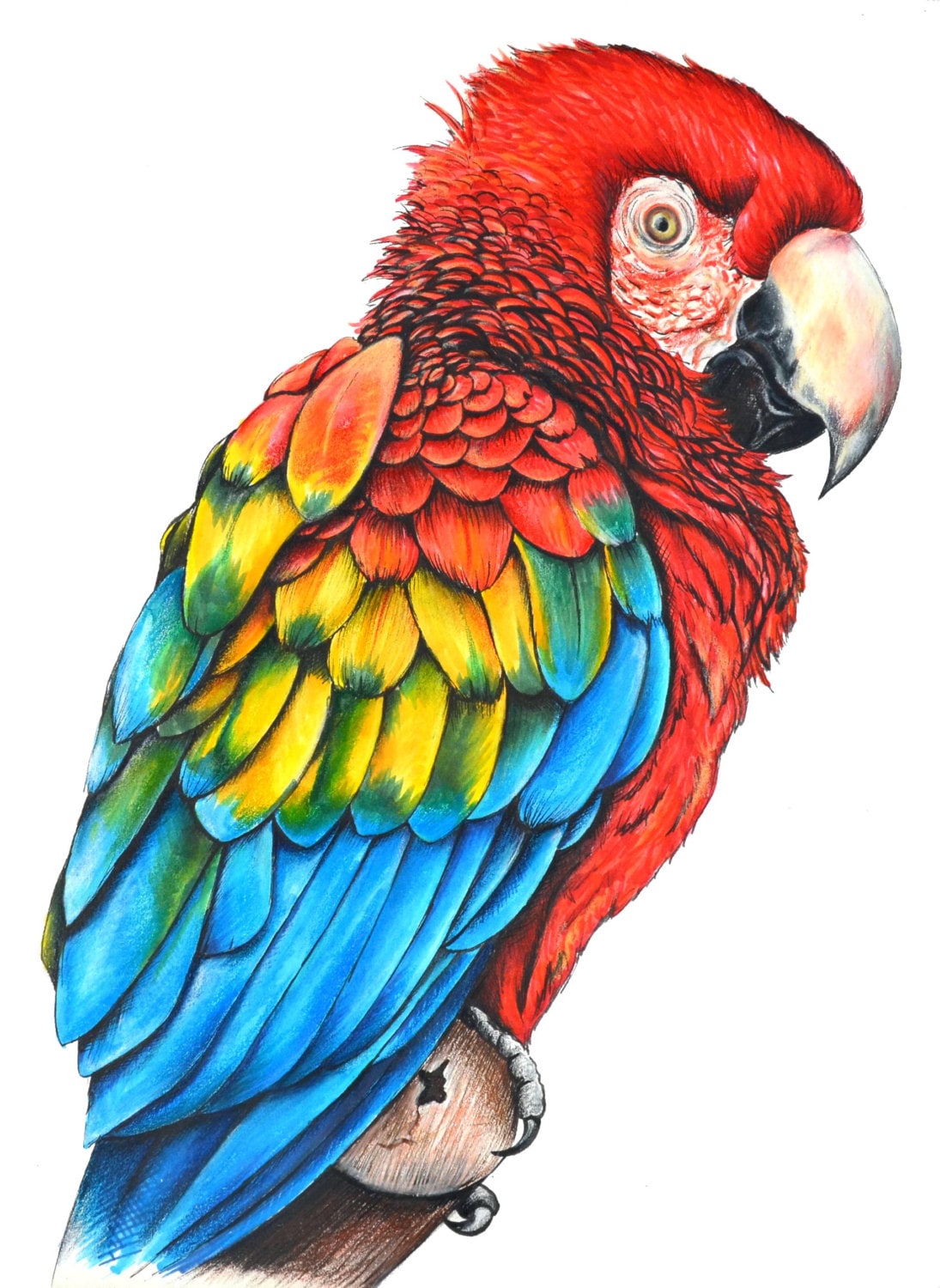 Scarlet Macaw Prints — Kendrawz Studio