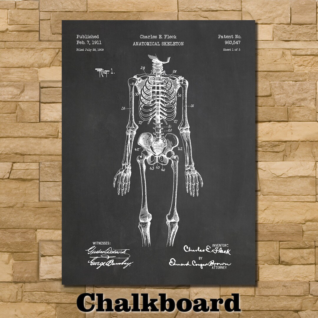 Anatomical Skeleton Patent Print Art 1911 - Etsy