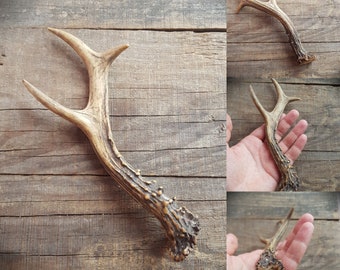 Corne de cerf | Etsy