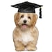 32" Graduation Dog Balloon - Graduation Party Decoration, Graduation ...