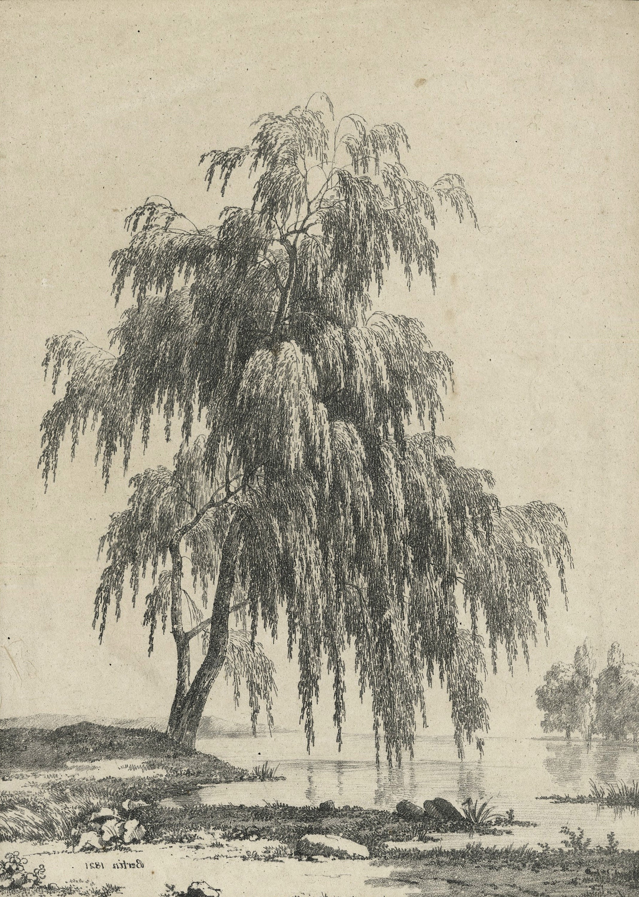 Willow Tree Pencil Drawing