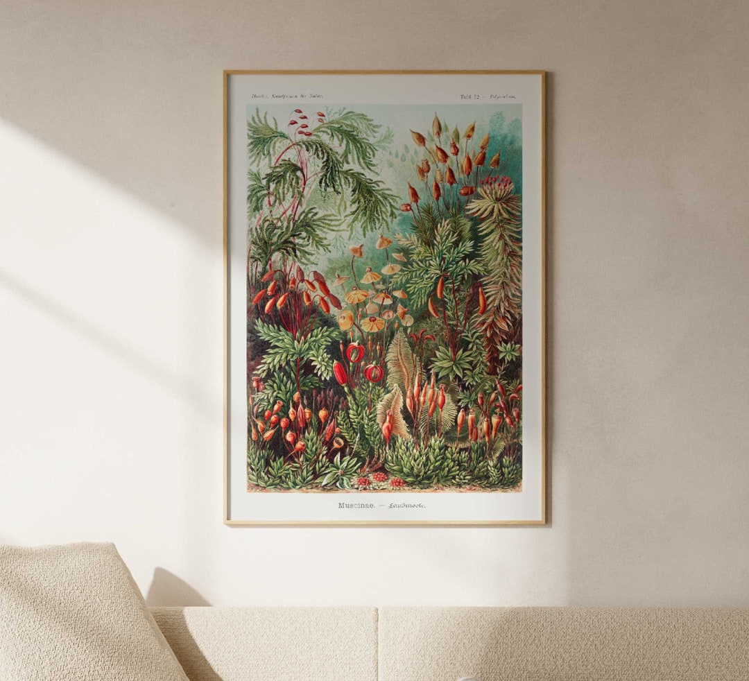 Ernst Haeckel Muscinae Laubmoose Algae & Moss Illustration Poster ...