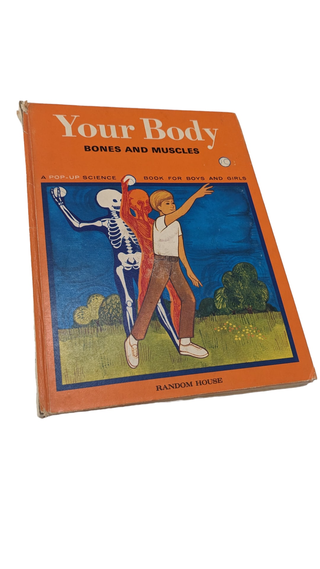 Vintage Your Body Bones and Muscles Random House Science Pop up Book - Etsy