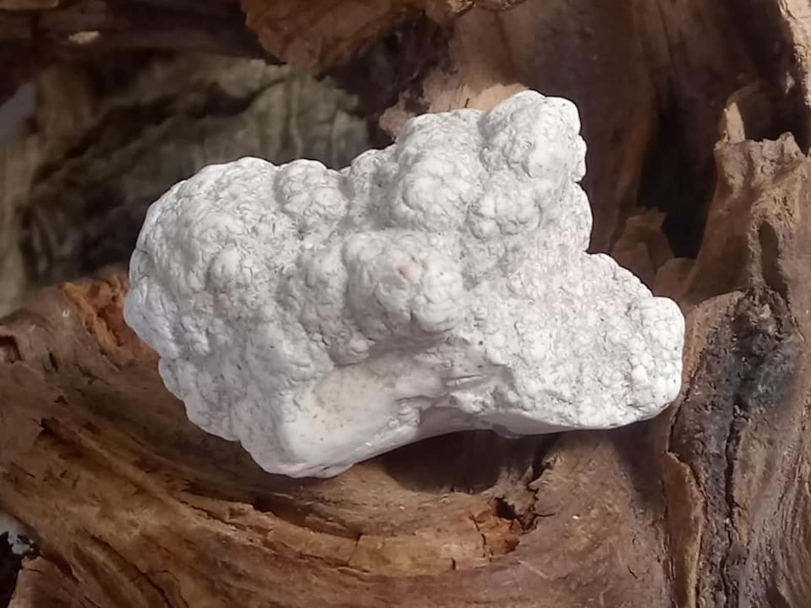 Magnesite Tuber Raw Stone Gemstones Waldorf Seasonal - Etsy UK