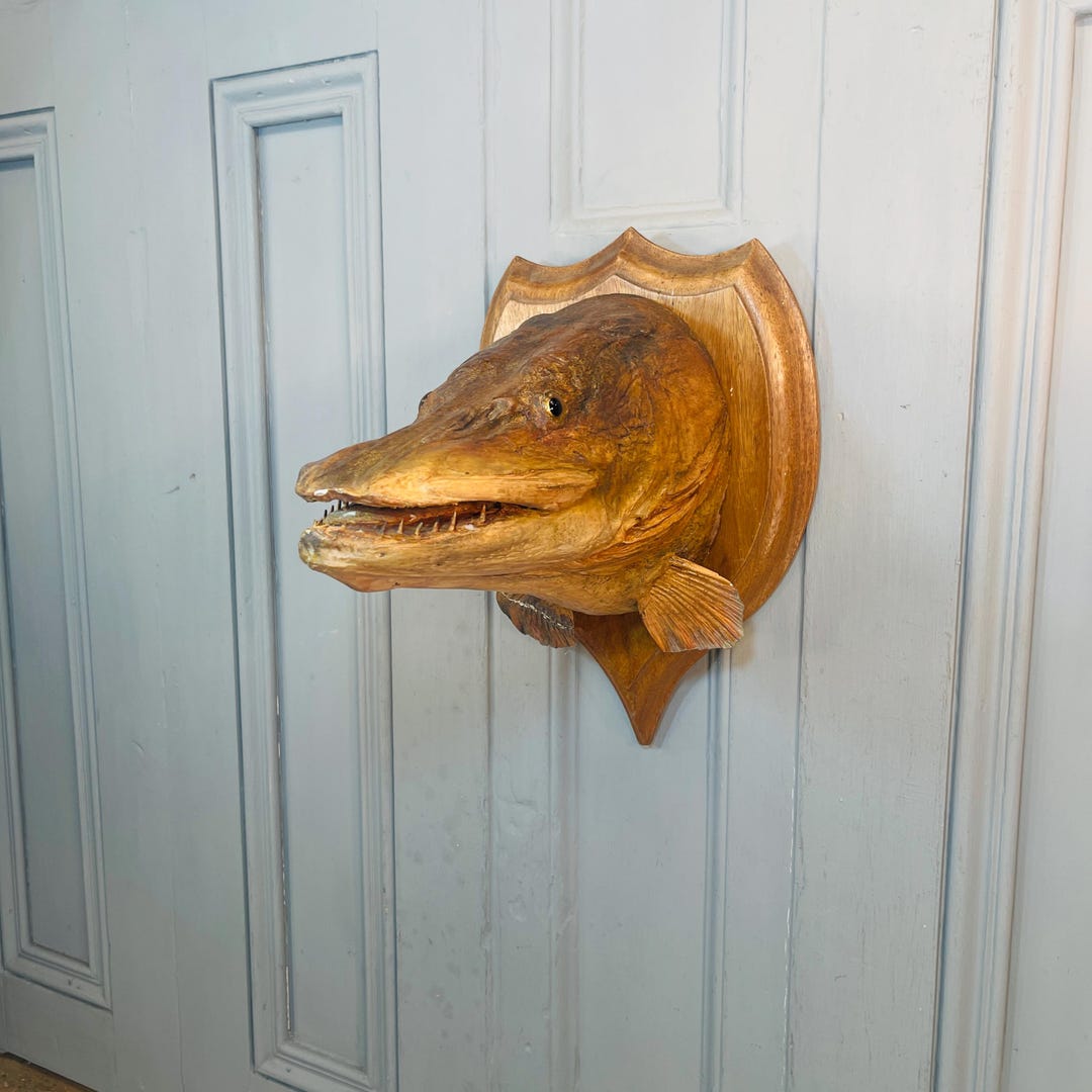 Large Antique Vintage Mounted Pikes Fish Head - Etsy