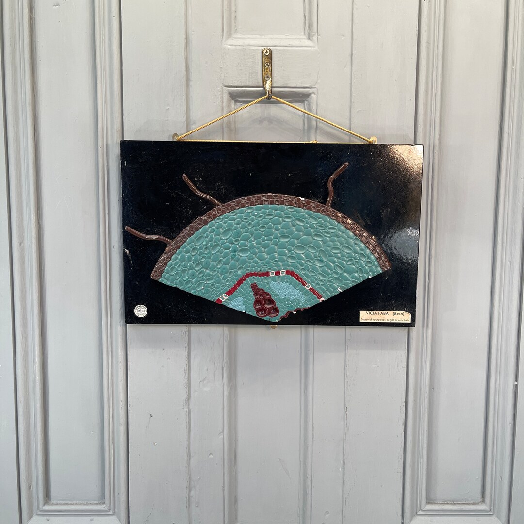 Vintage Biological Specimen Plaster Display Model of a Cross Section of ...