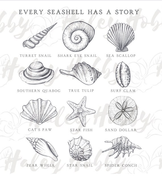 Seashell Names For Girls