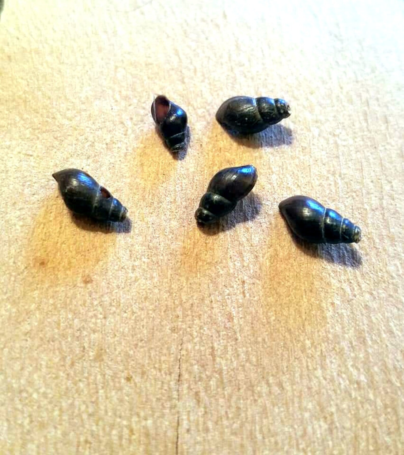 Freshwater Snail Shells, in Tiny Glass Vile on Suede Necklace - Etsy