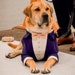 Navy Dog Tuxedo With Blush Bow Tie Labrador Retriever Dog Suit Bespoke ...