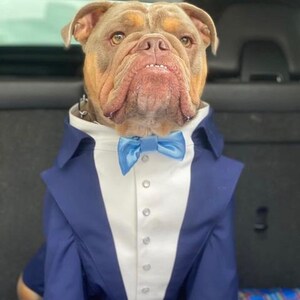 Navy Blue Dog Tuxedo With Sky Blue Bow Tie Bespoke Dog Tuxedo - Etsy