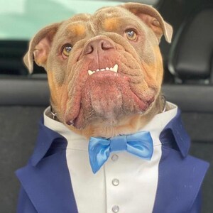 Navy Blue Dog Tuxedo With Sky Blue Bow Tie Bespoke Dog Tuxedo - Etsy