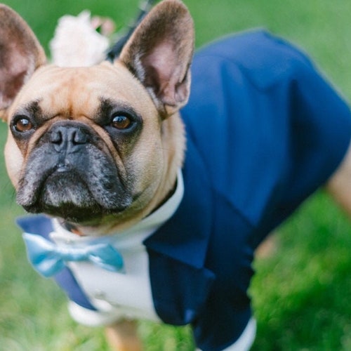 Navy Blue Dog Tuxedo With Blush Bow Tie Dog Wedding Attire | Etsy