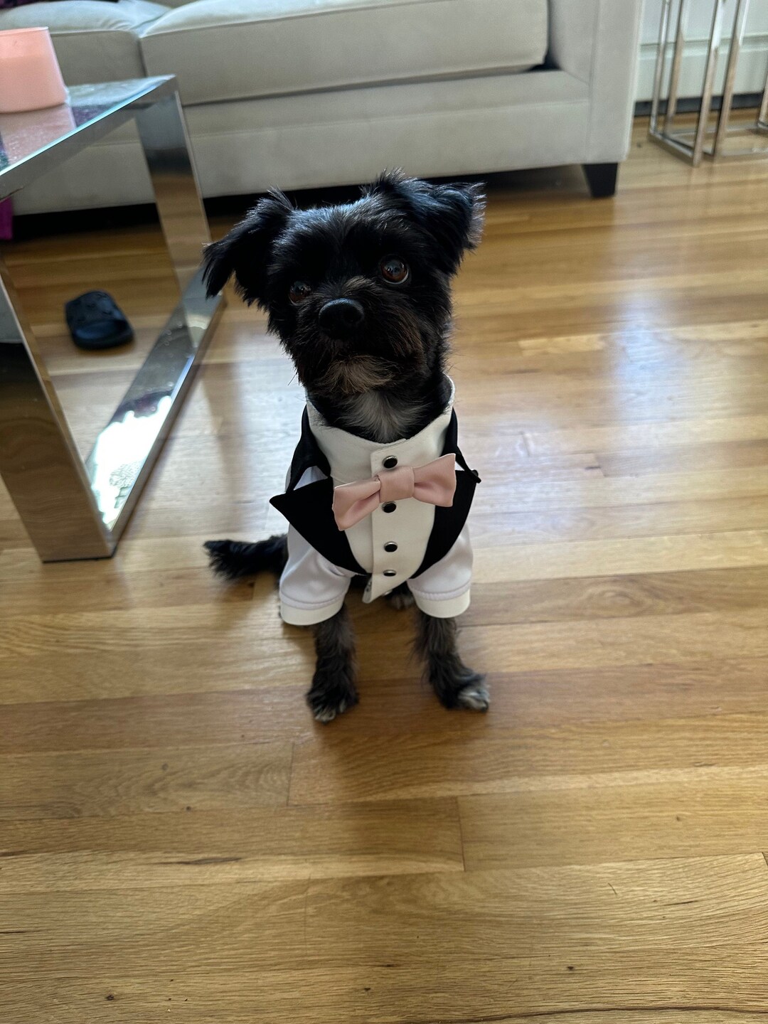Custom Dog Tuxedo: Black & White Wedding Outfit With Pink Bow - Etsy