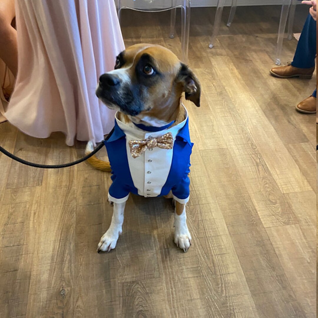 Royal Blue Dog Tuxedo With Golden Sequins Bow Tie Dog Wedding Attire ...