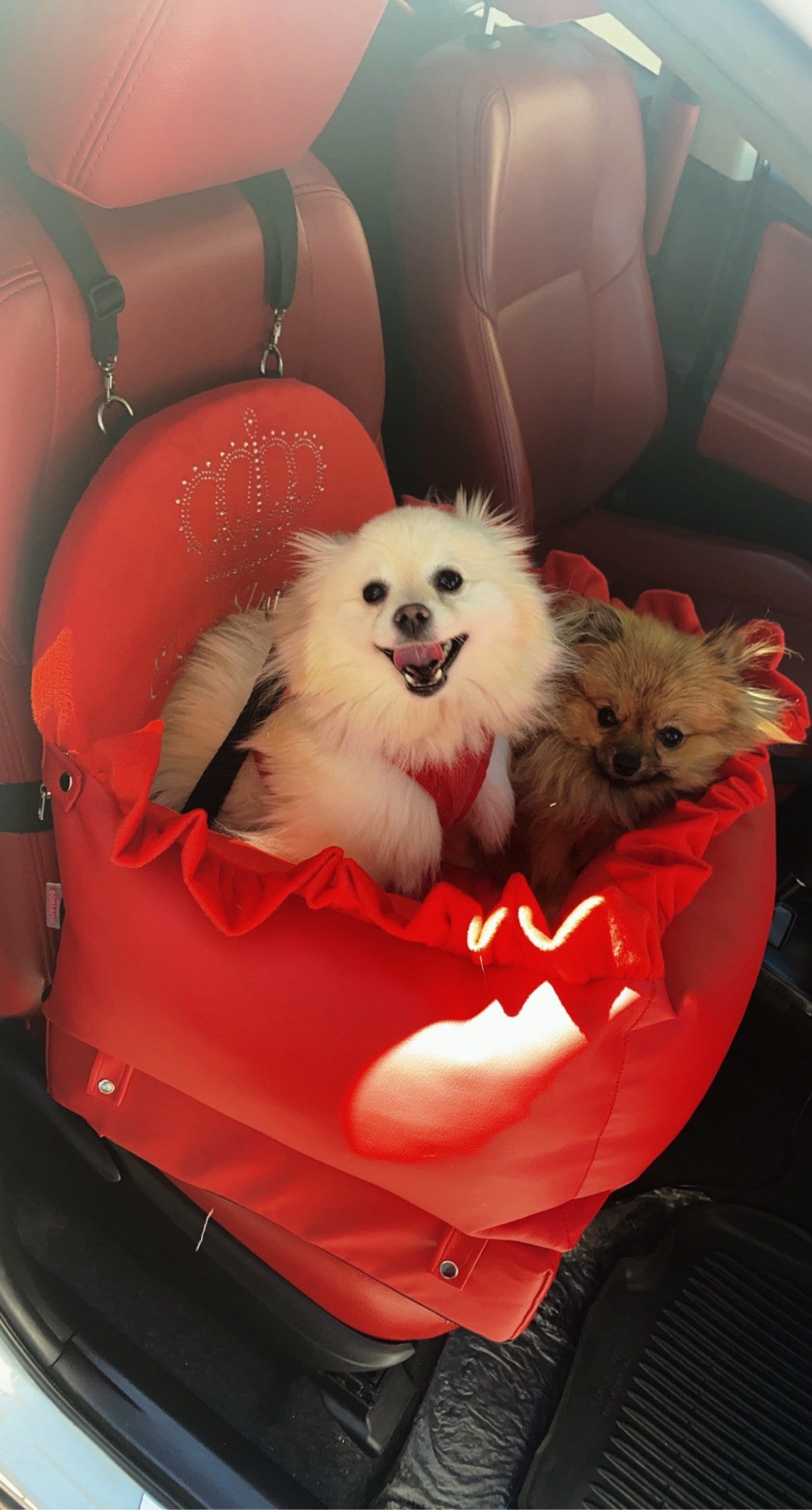 Red car seat for dog Luxury red pet driving kit Designer dog | Etsy