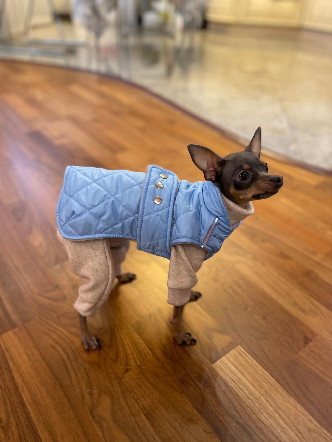 Custom Baby Blue Dog Winter Coat: Minky Fur Lining, Small Dog Jacket - Etsy