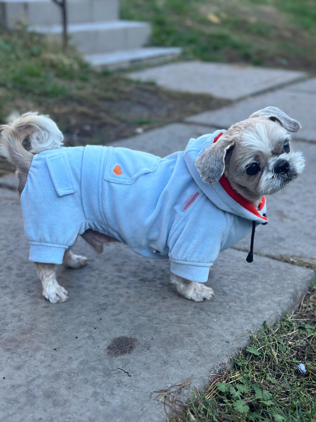 Light Blue Velour Dog Tracksuit With Orange Accents - Etsy