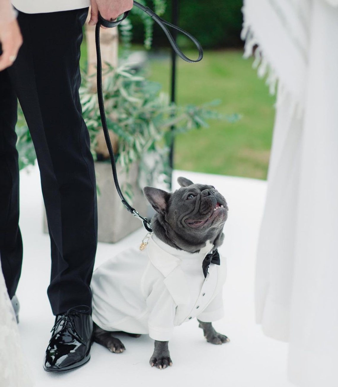 Ivory Dog Tuxedo French Bulldog Suit Formal Dog Tuxedo Custom - Etsy