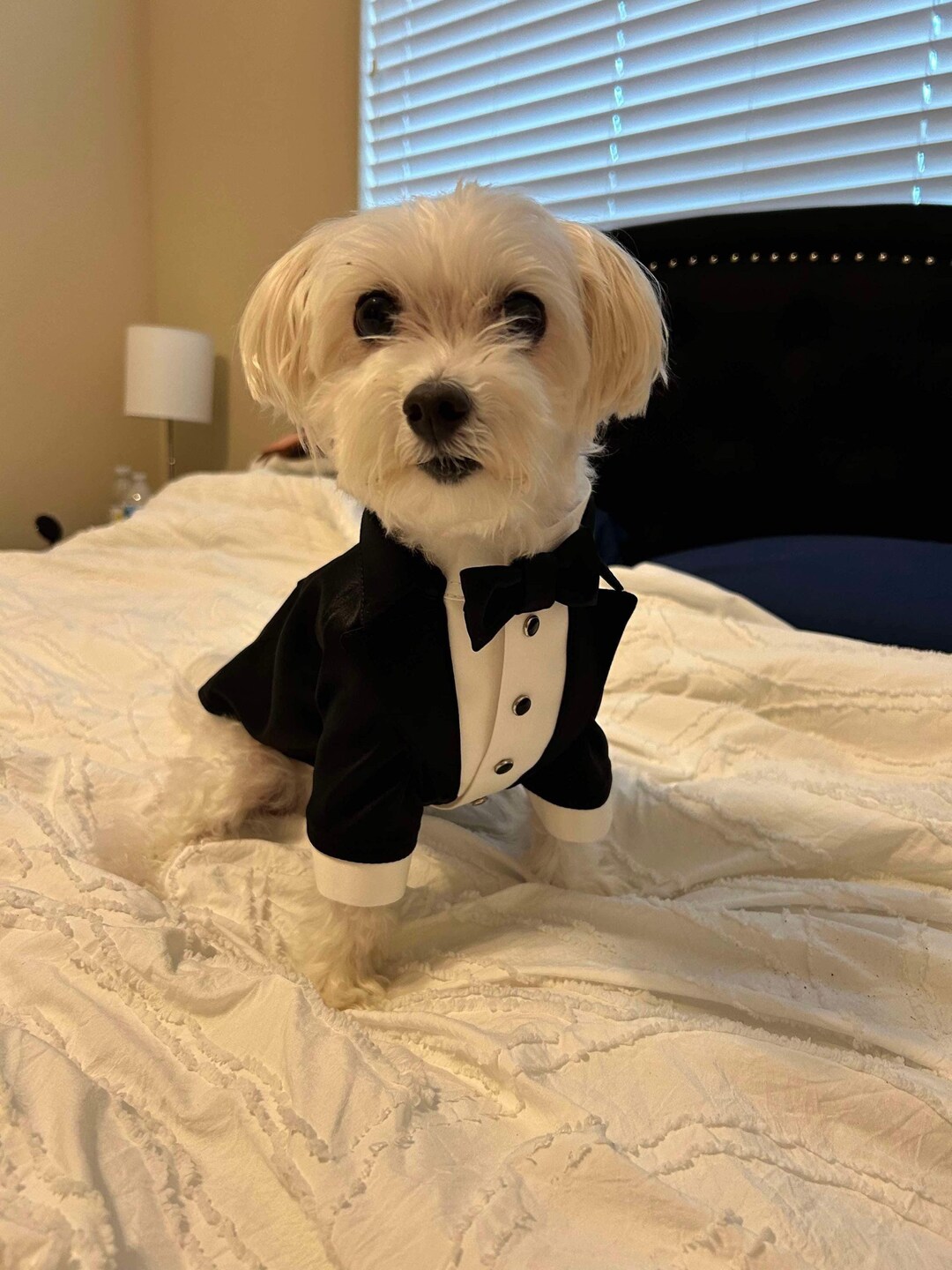 Bespoke Black Satin Dog Tuxedo: Custom Wedding Outfit - Etsy