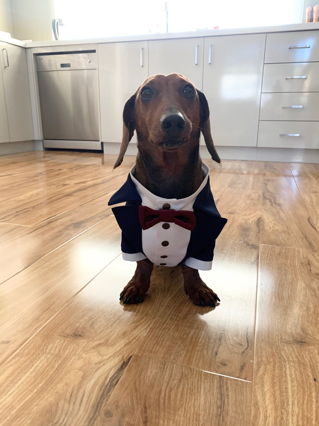 Navy Blue Dog Tux With Burgundy Wine Bow Dog Wedding Attire Formal Dog ...