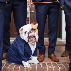 Navy Blue Dog Tuxedo With Golden Beige Sequins Bow Tie Formal Dog Suit ...