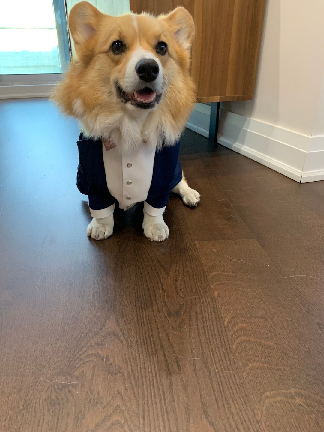 Navy Dog Tuxedo: Custom Corgi Wedding Suit With Pink Bowtie - Etsy