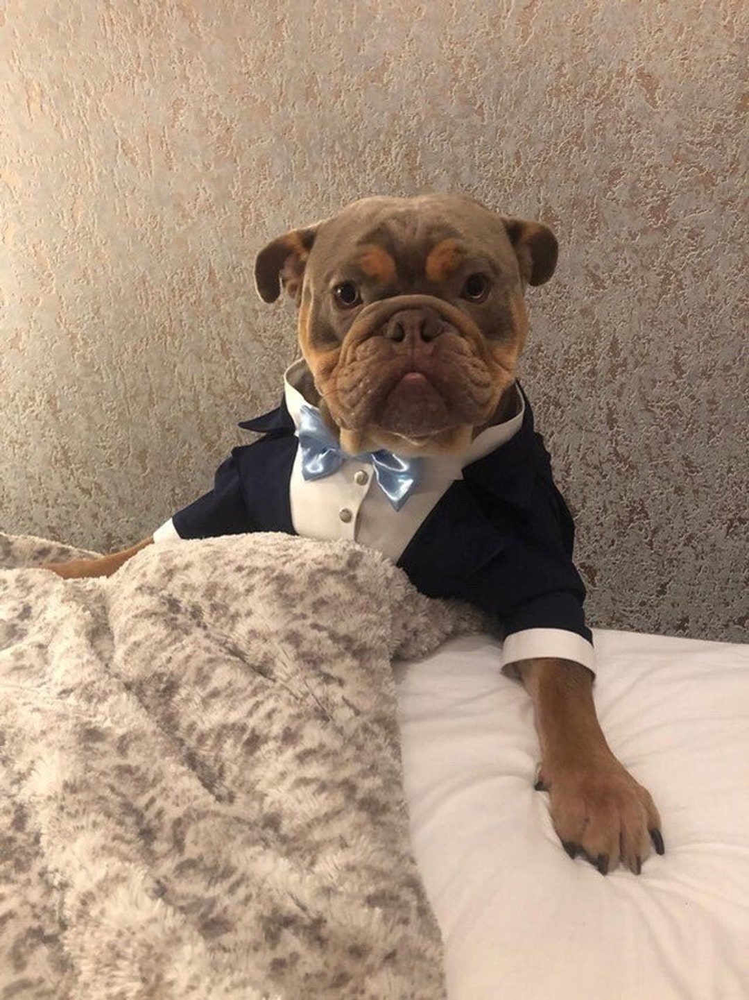 Navy Blue Dog Tuxedo With Sky Blue Bow Tie Dog Wedding Attire Formal ...