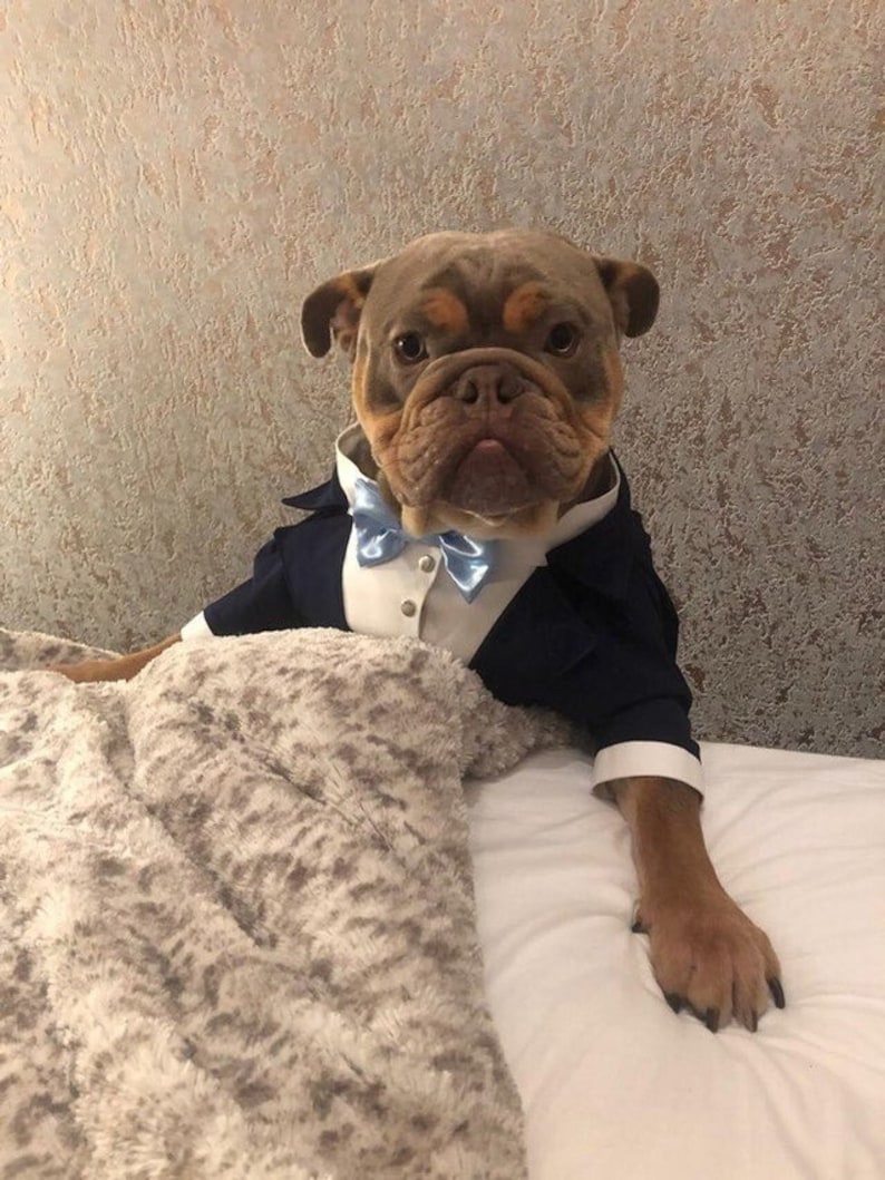 Navy Blue Dog Tuxedo With Sky Blue Bow Tie Bespoke Dog Tuxedo | Etsy