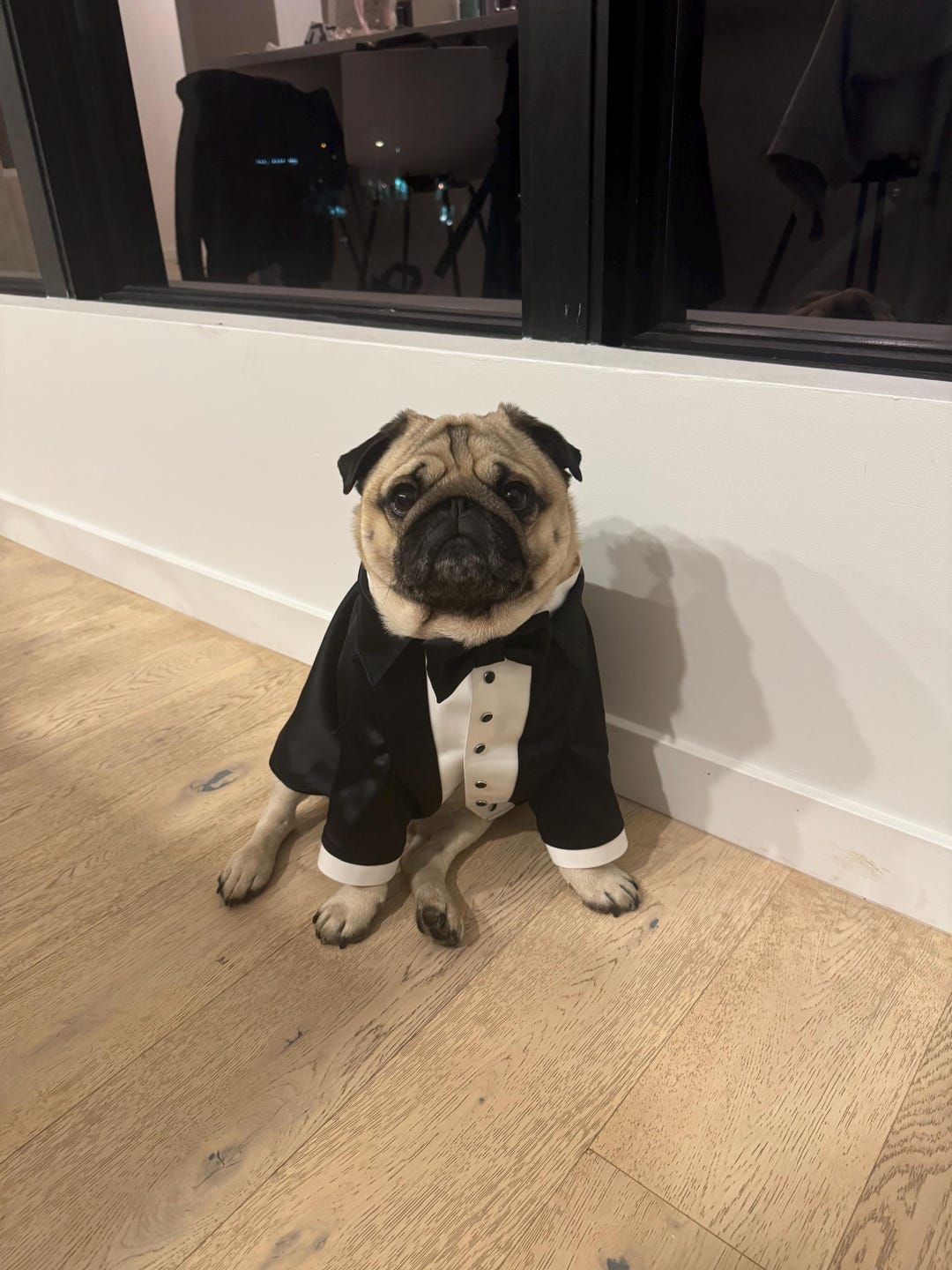 Black Wedding Dog Tuxedo | Formal Dog Suit | Pug Suit | Luxury Dog ...