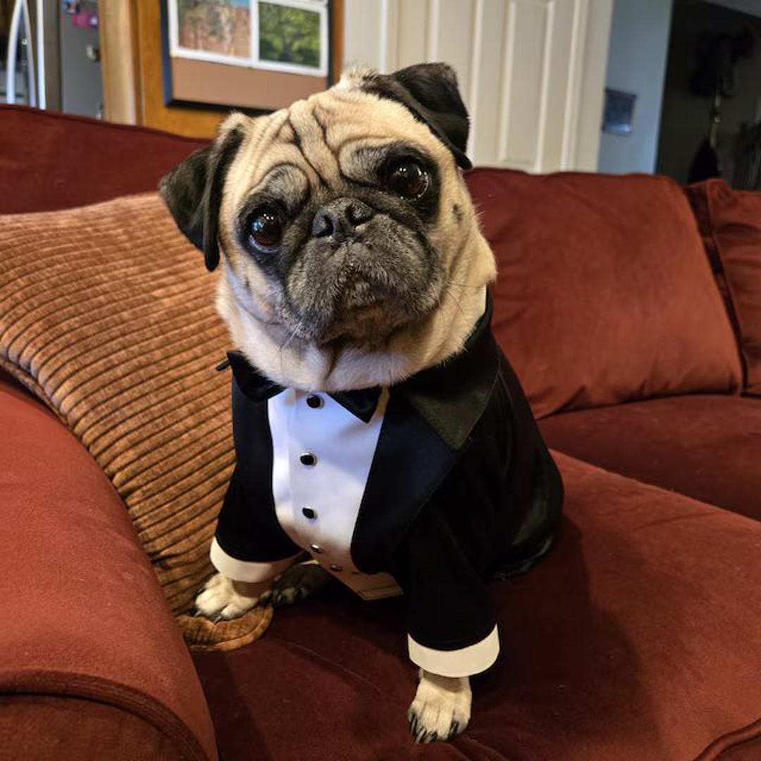 Pug Tuxedo – Custom Wedding & Formal Dog Suit - Etsy