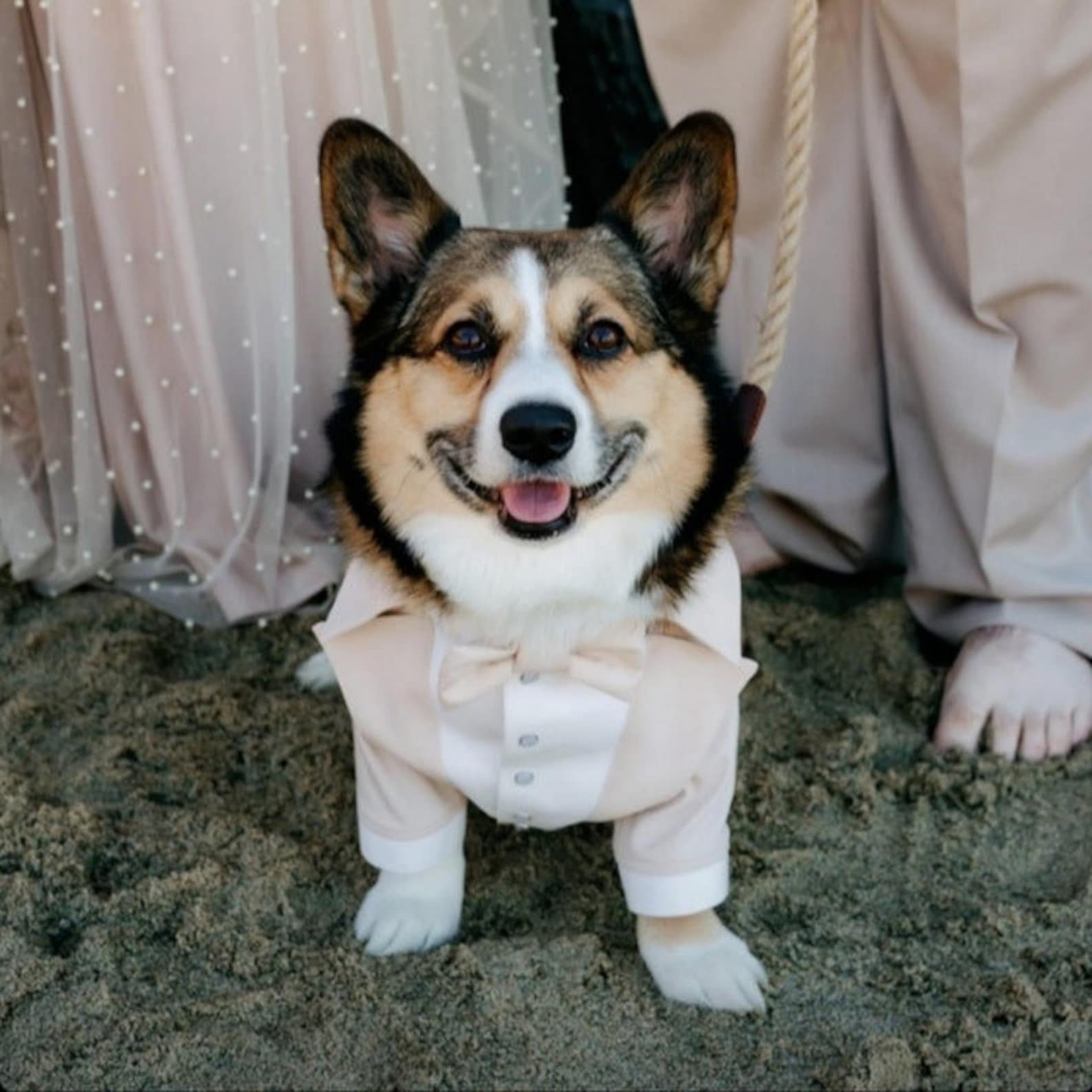 Beige Dog Tuxedo Custom Dog Wedding Attire Formal Dog Suit - Etsy