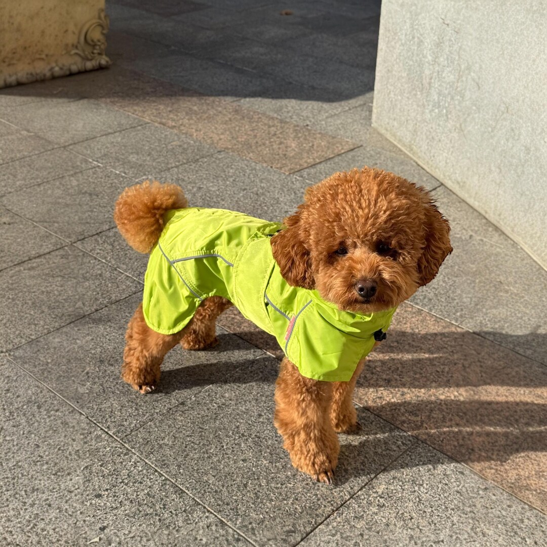 Lime Green Dog Rain Cape With Adjustable Neck and Length – Stylish ...
