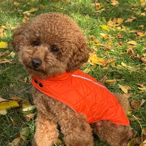 Orange Sport Dog Cape With Reflective Strips and Adjustable Snaps - Etsy