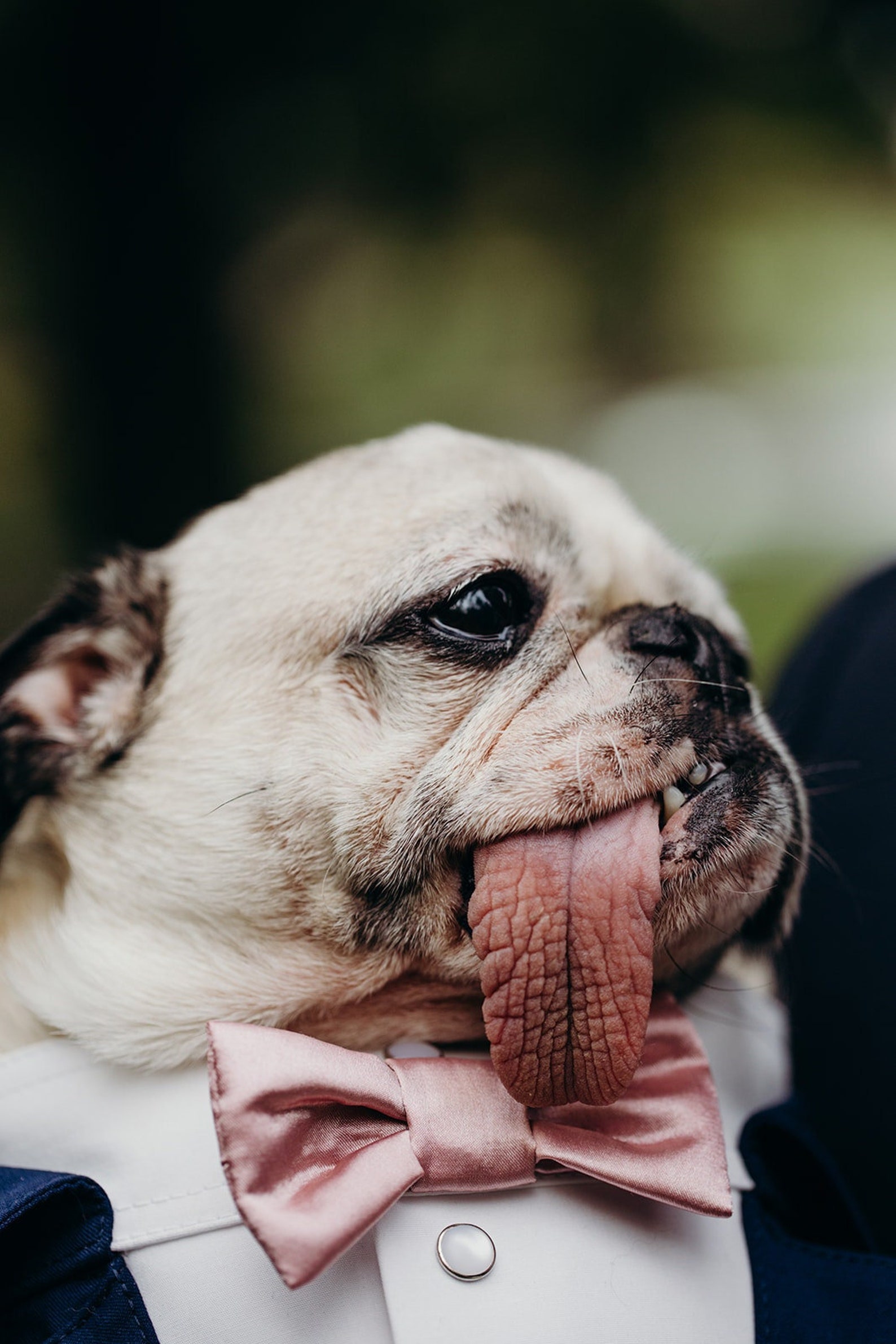 Navy Blue Dog Tuxedo for Pug Custom Blue Dog Suit With Dusty - Etsy