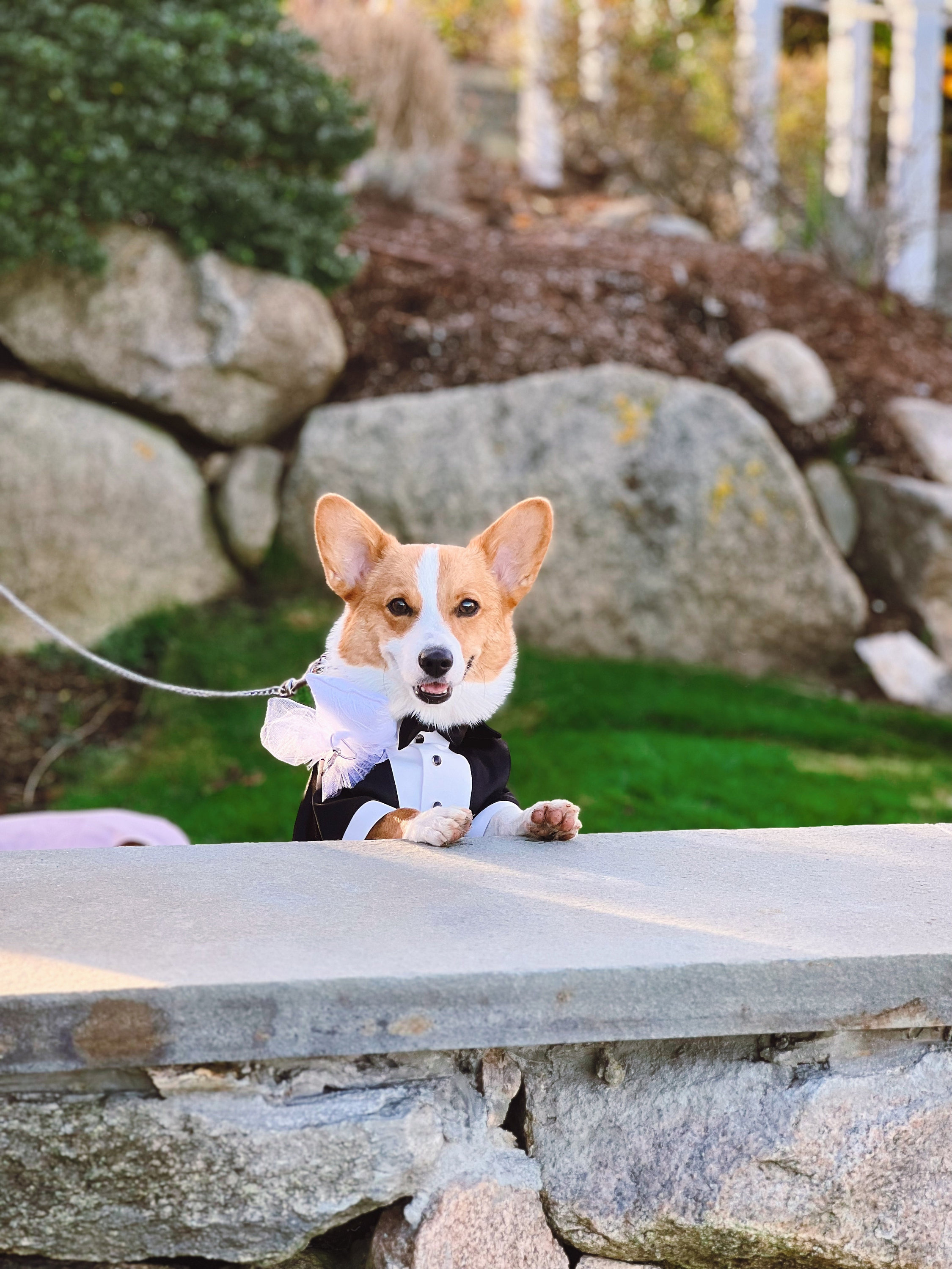 Corgi Ring Bearer