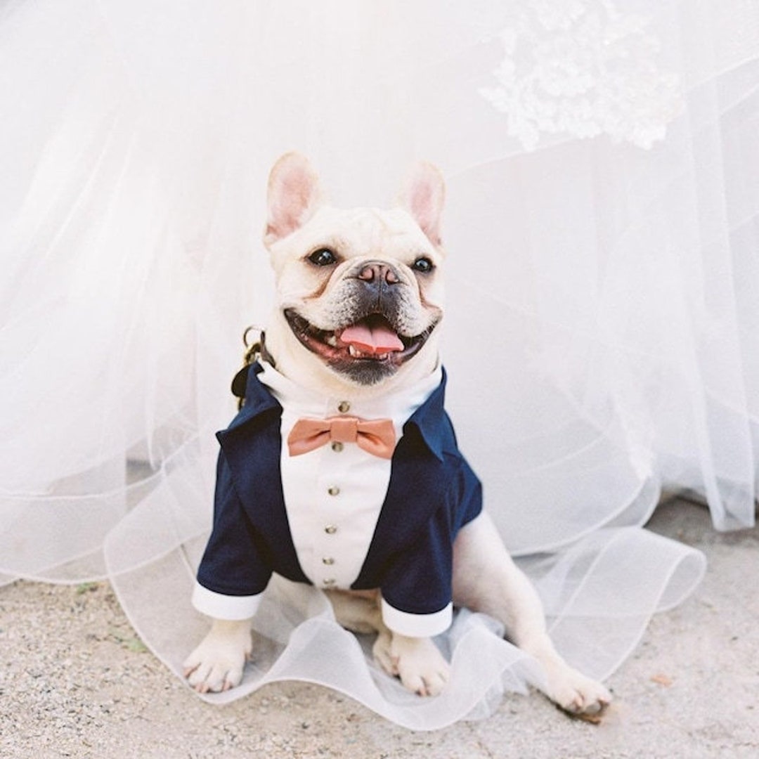 French Bulldog Navy Dog Tuxedo With Blush Bow Formal Dog Suit - Etsy