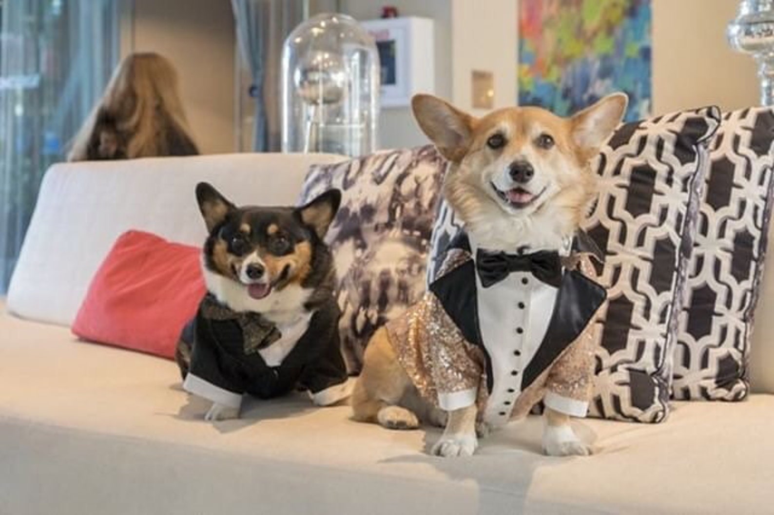 Bespoke Dog Tuxedo in Beige Sequins With Black Bow Tie and - Etsy