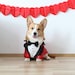 Red Sequins Dog Tuxedo With Black Bow Tie Dog Wedding Attire - Etsy